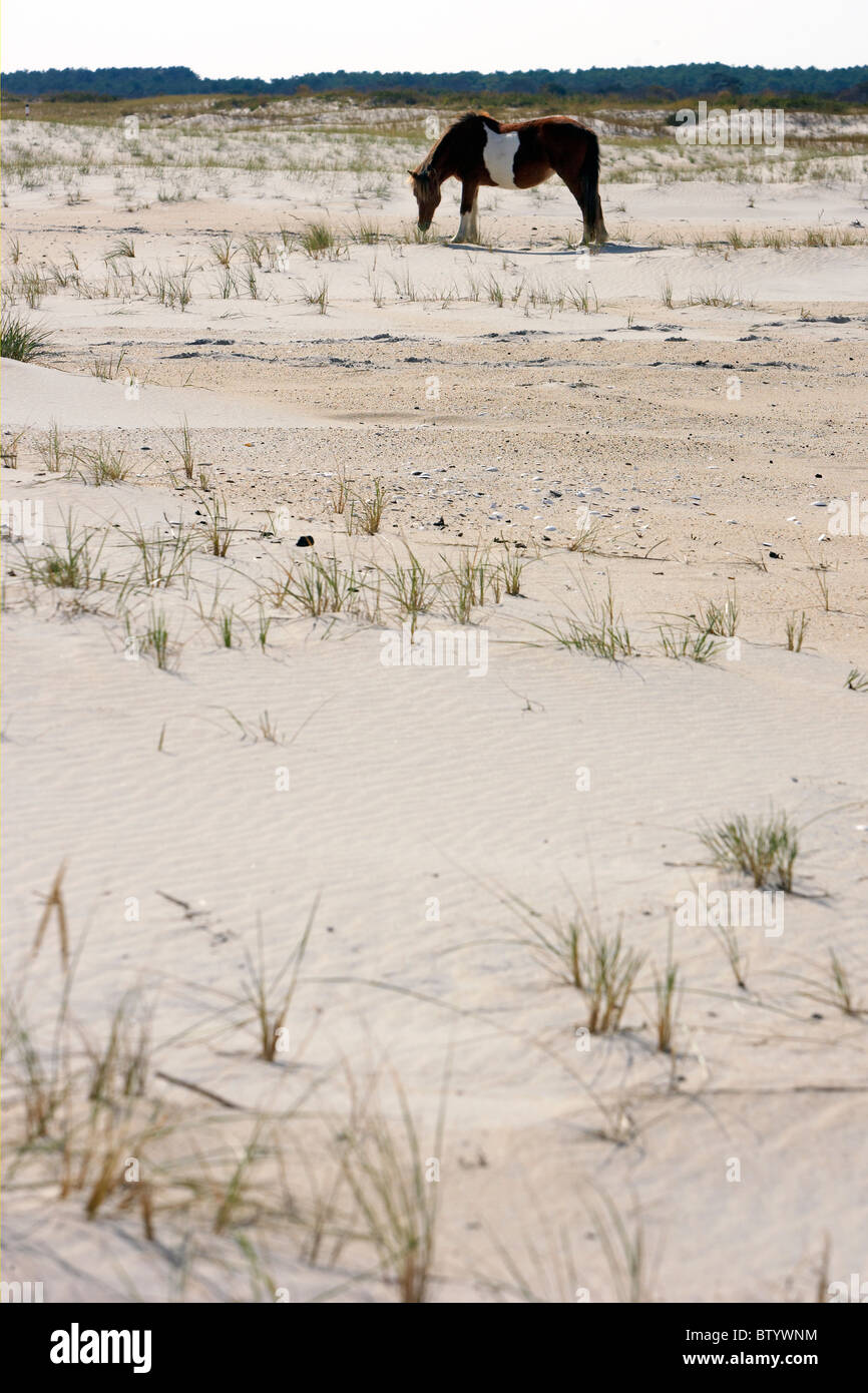 Wild pony on the beach. Assateague Island National Seashore Stock Photo ...