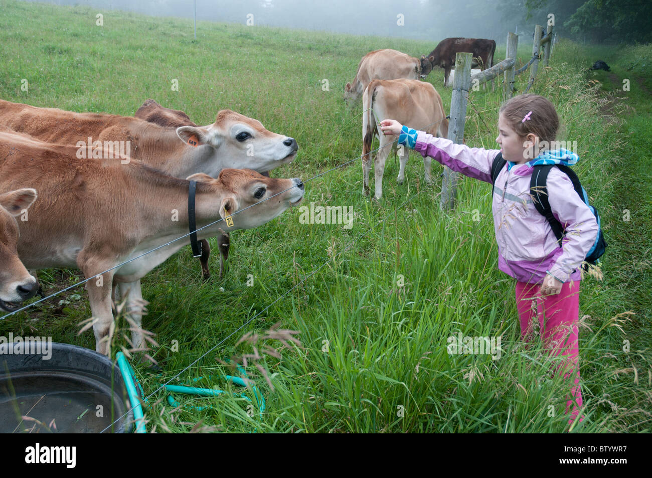 Eight year old girl feeds grass to cows at the Appleton Farms, Ipswich ...