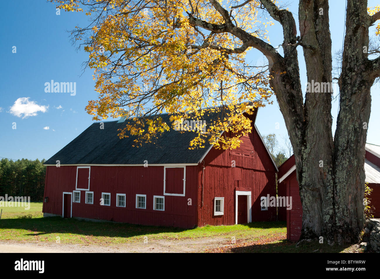 Red barn with white trim, old sugar maple with yellow fall leaves Stock ...