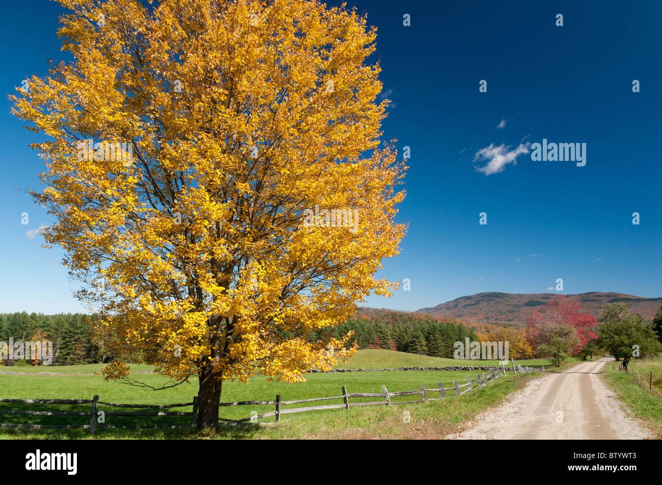 Maple tree with full fall color against a perfect blue sky, on a dirt ...