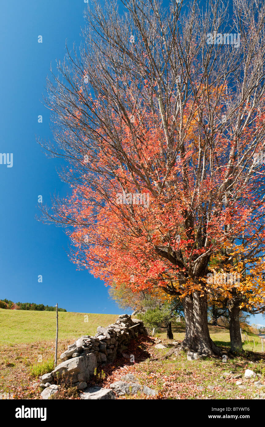 Red Maple tree with fall colors beside an old stone wall on a Vermont ...