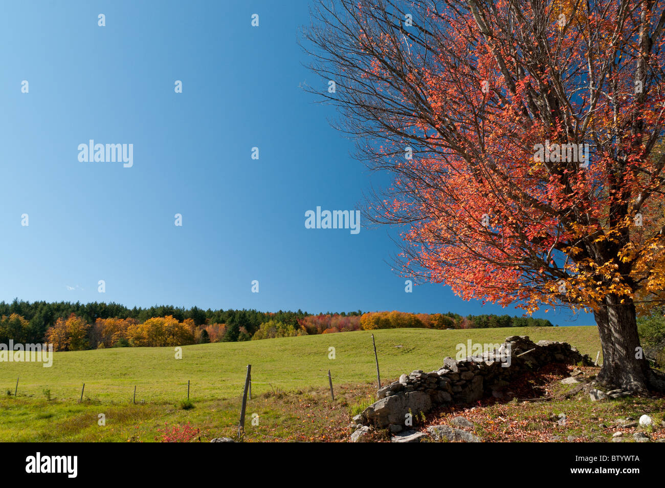 Red Maple tree with fall colors beside an old stone wall on a Vermont ...