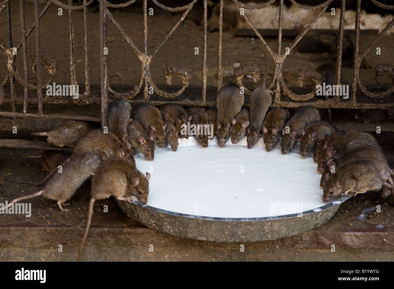 Holy Rats drinking milk at the unique Karni Mata temple in Deshnok ...