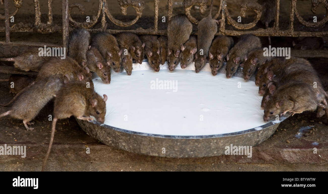 Holy Rats drinking milk at the unique Karni Mata temple in Deshnok ...