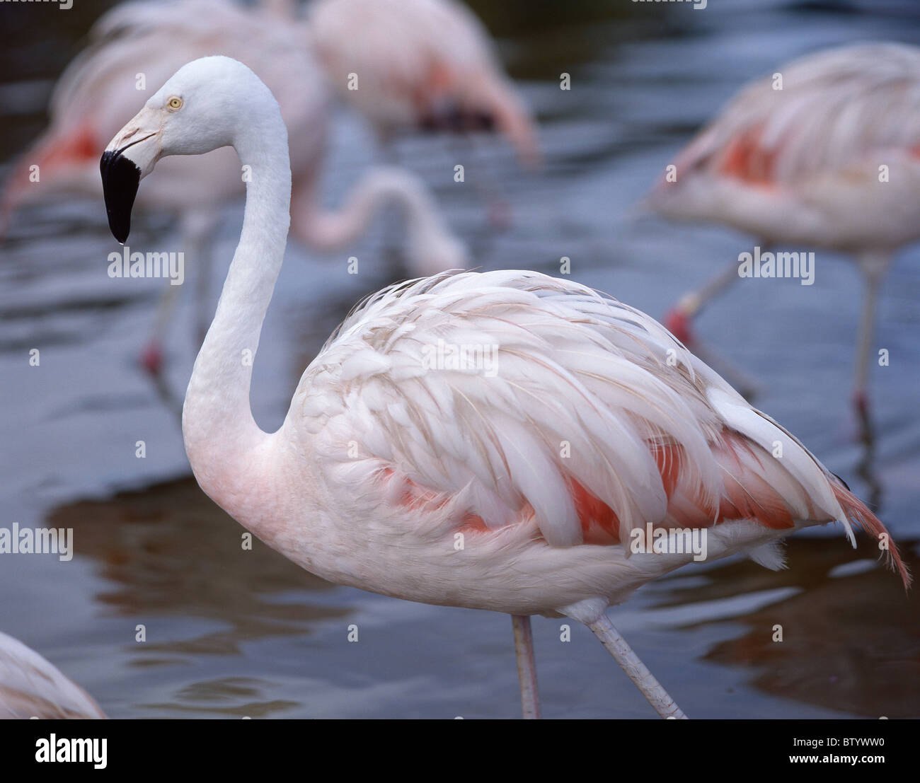 Pink flamingo sea world orlando hi-res stock photography and images - Alamy