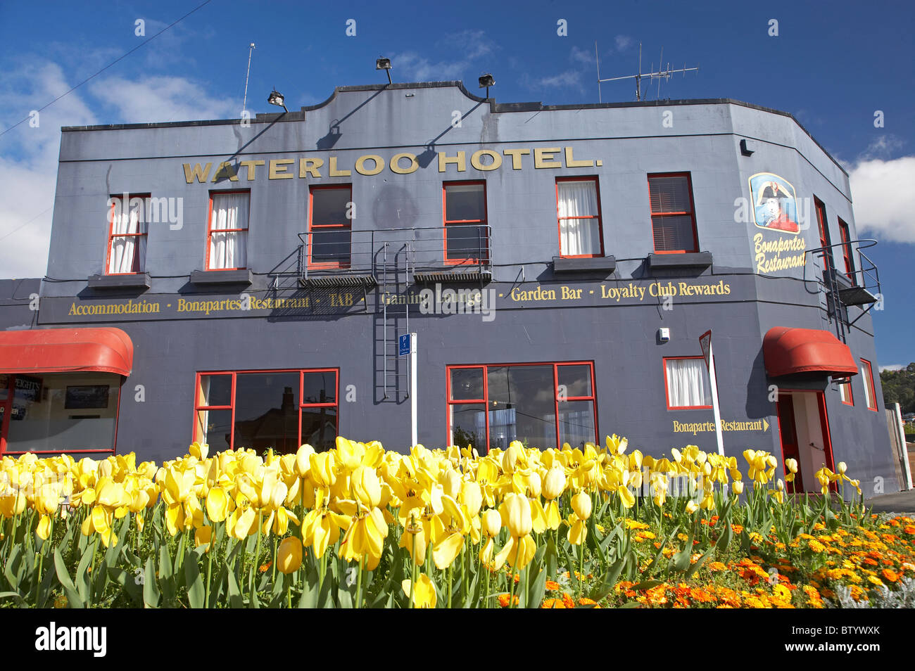 Yellow Tulips and Waterloo Hotel, South Dunedin, Otago, South Island ...