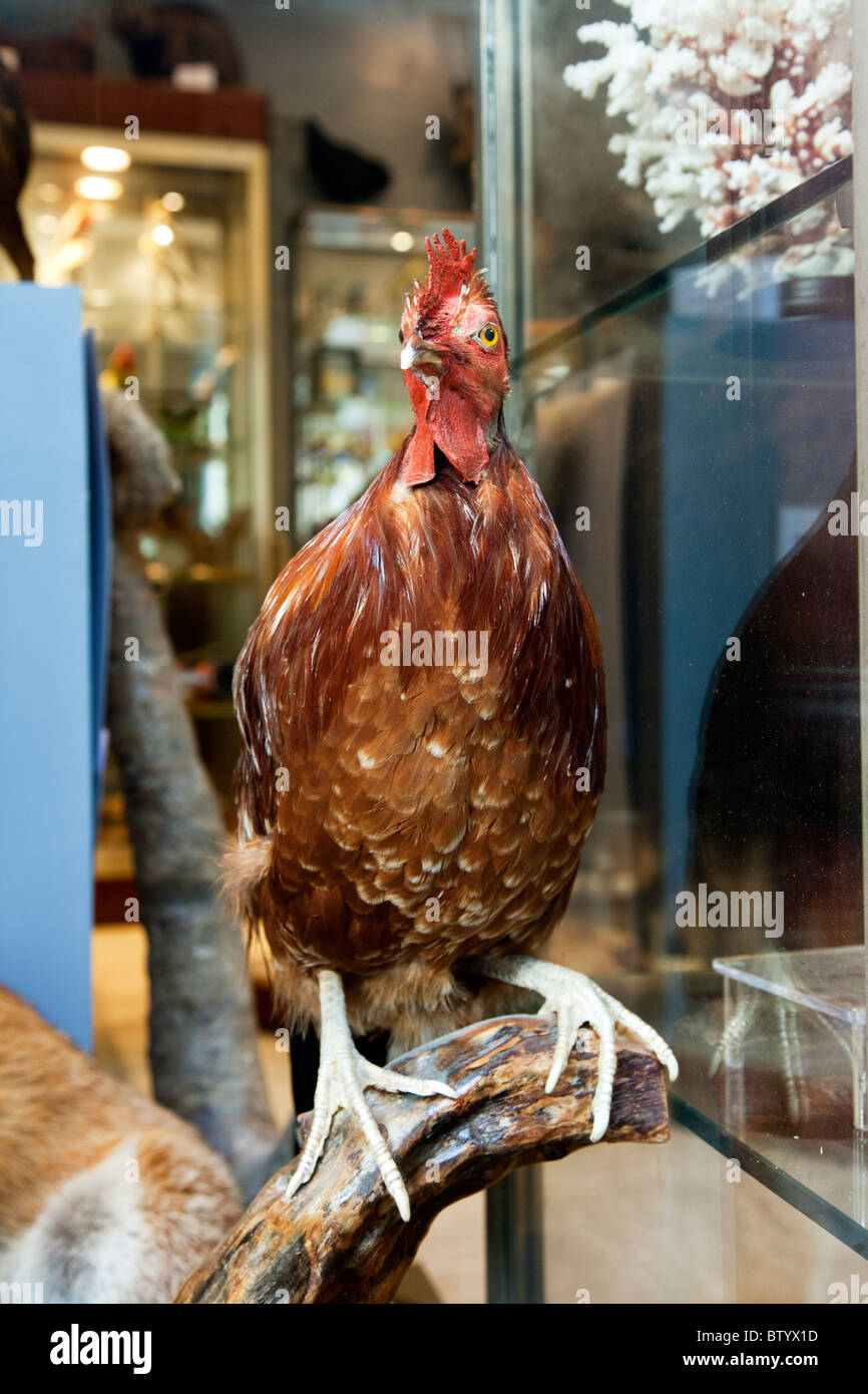 feisty golden eyed rooster with brown plumage in window of taxidermy ...