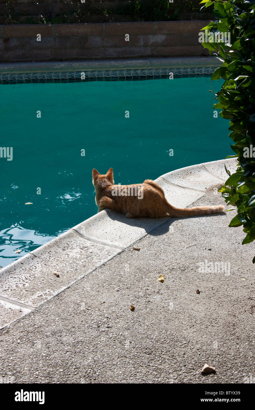 Kitty drinking from the pool Stock Photo - Alamy