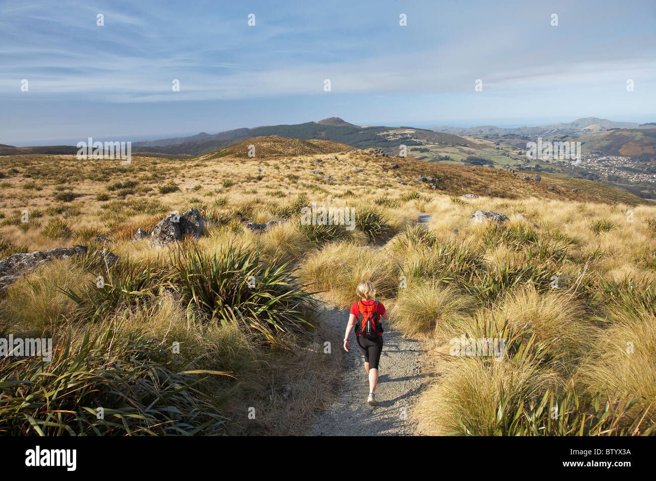 Hiker on Pineapple Track, Flagstaff (668m), Dunedin, Otago, South ...