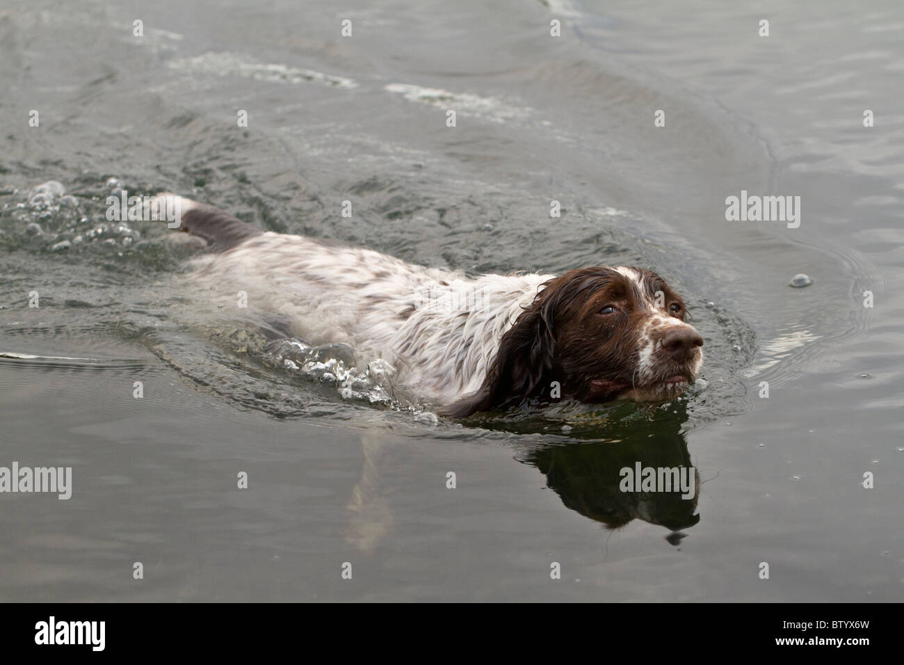 English springer spaniel swimming Stock Photo - Alamy