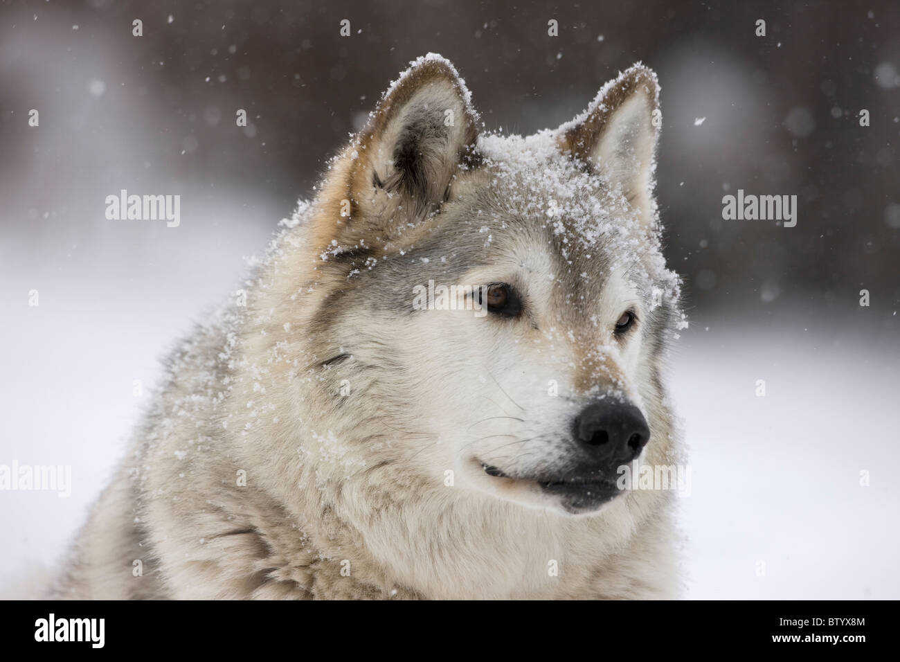 Gray Wolf/ Timber Wolf (Canis lupus)- Male - Portrait - Captive - New ...