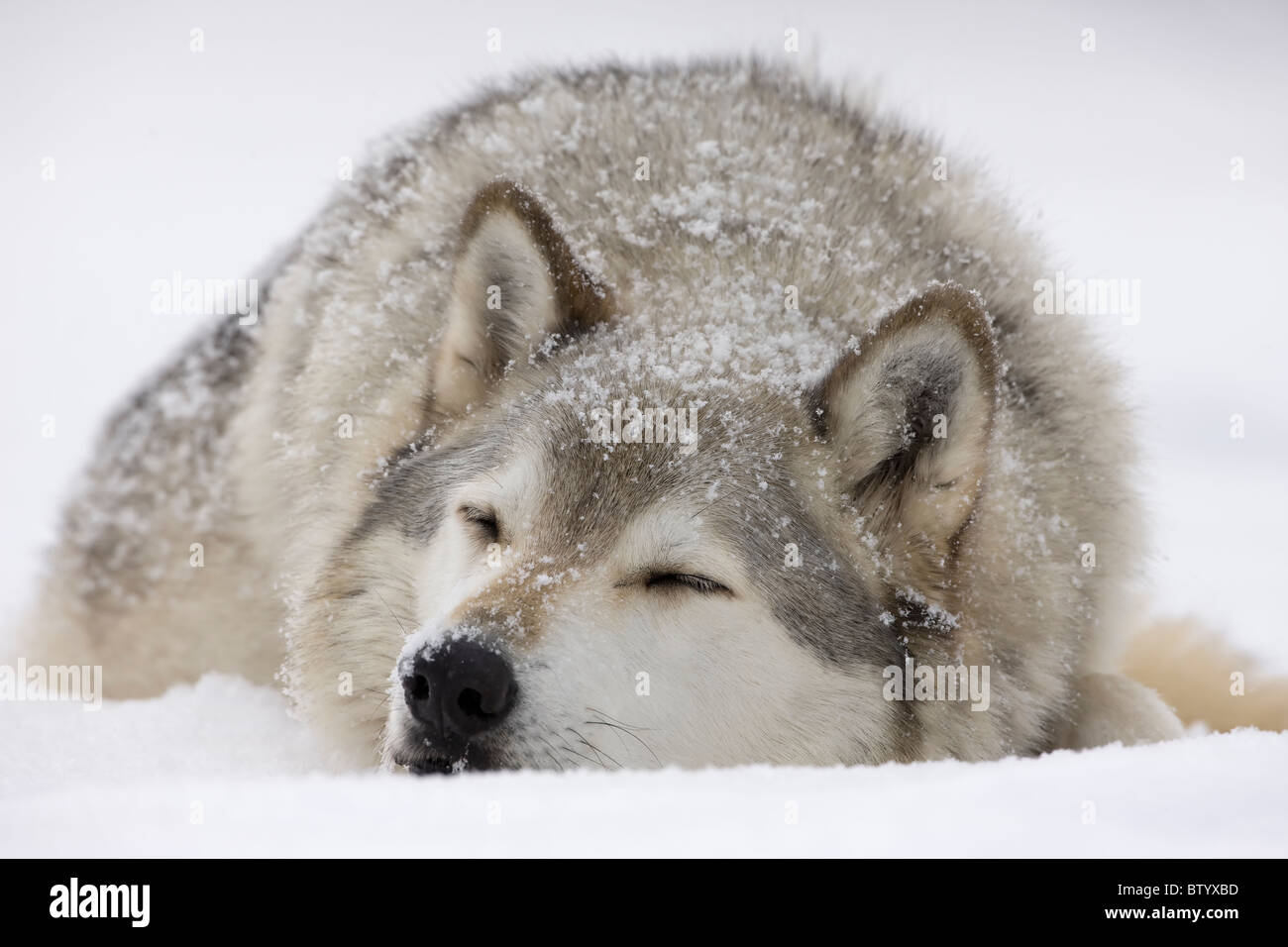 Gray Wolf/ Timber Wolf (Canis lupus)- Male - Portrait - Captive - New ...