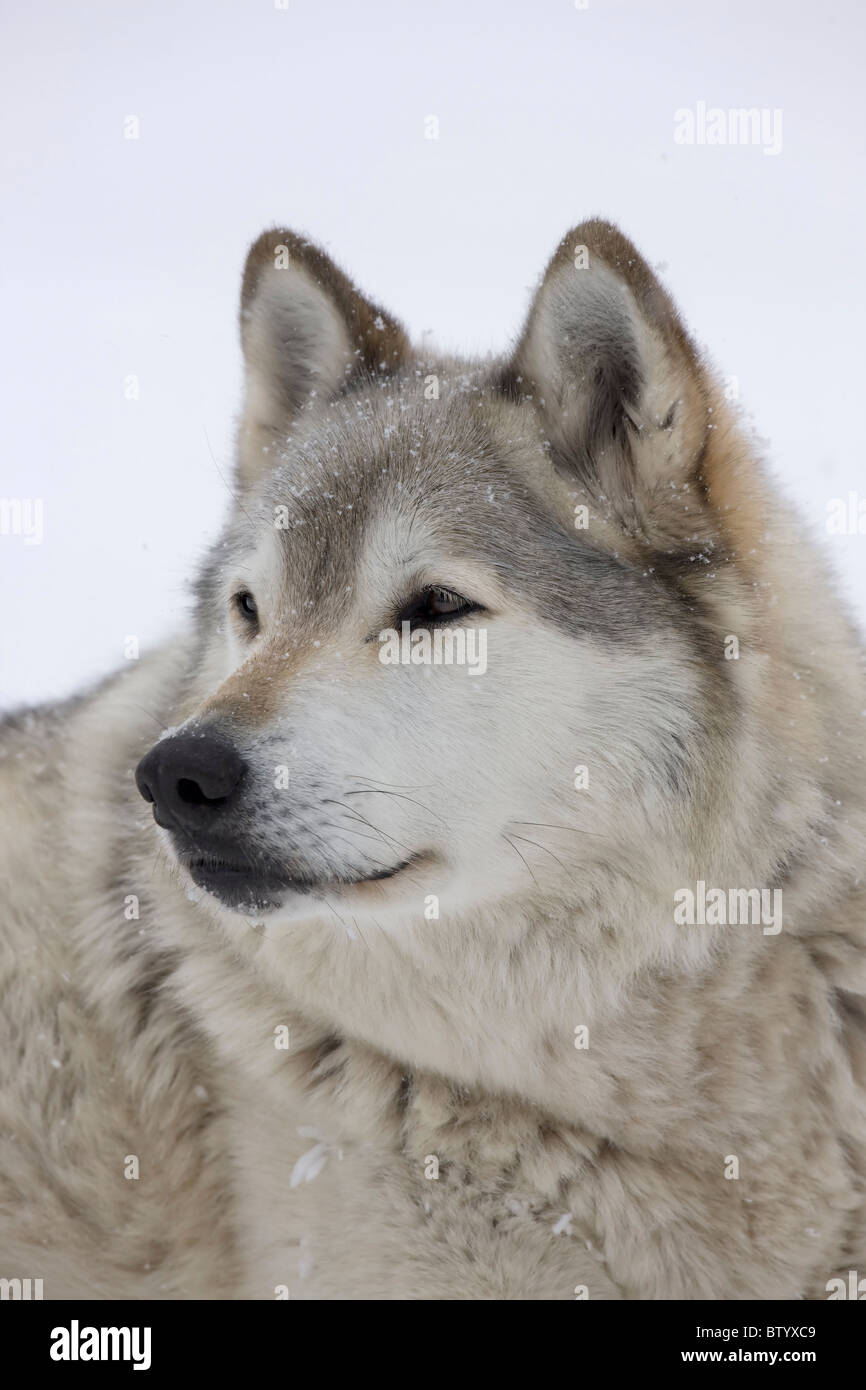 Gray Wolf/ Timber Wolf (Canis lupus)- Male - Portrait - Captive - New ...