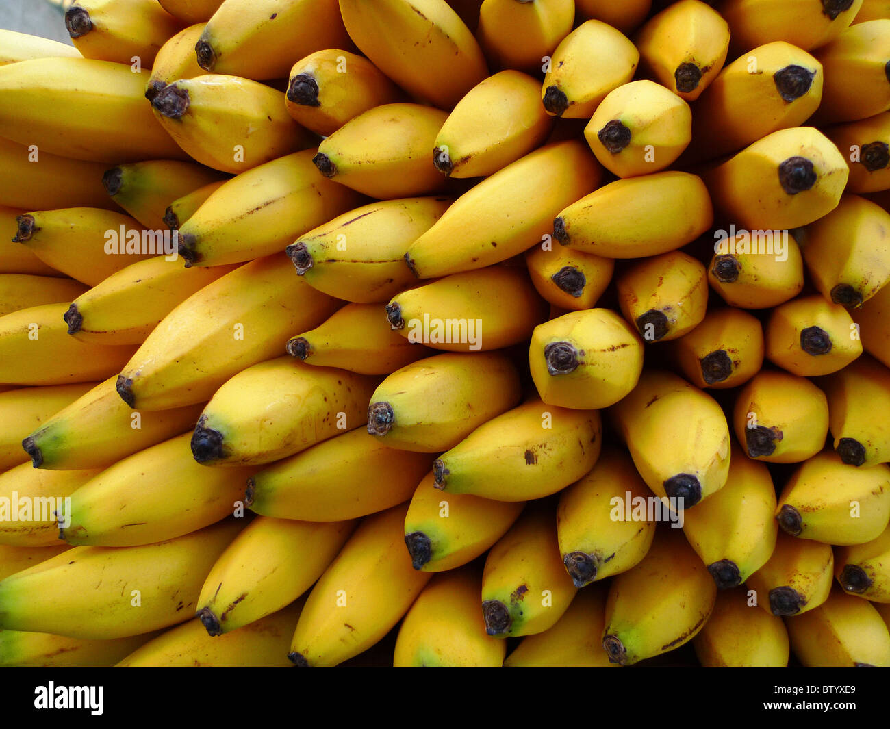 A large bunch of bananas Stock Photo - Alamy