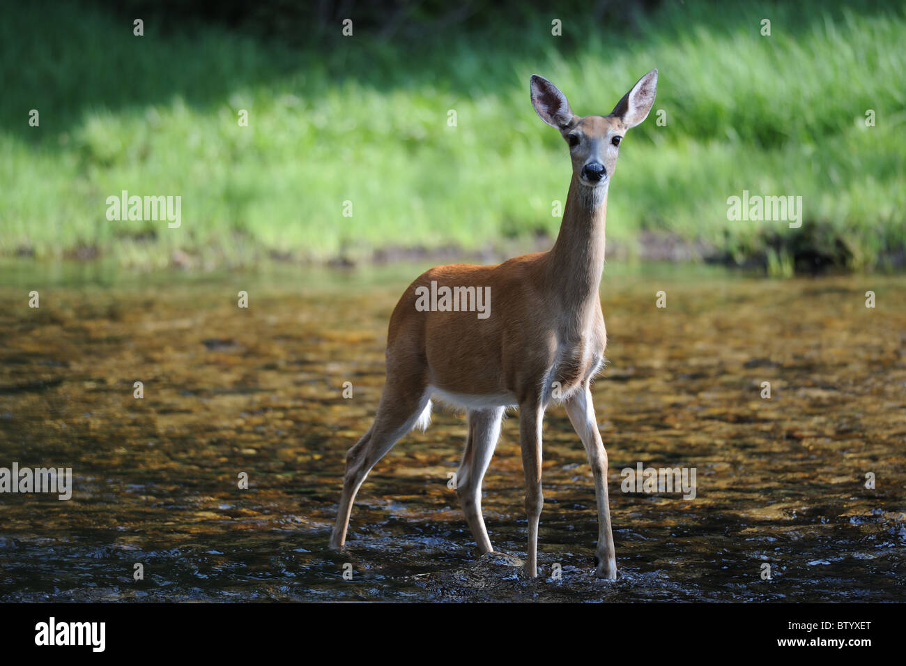 Deer in stream Stock Photo - Alamy