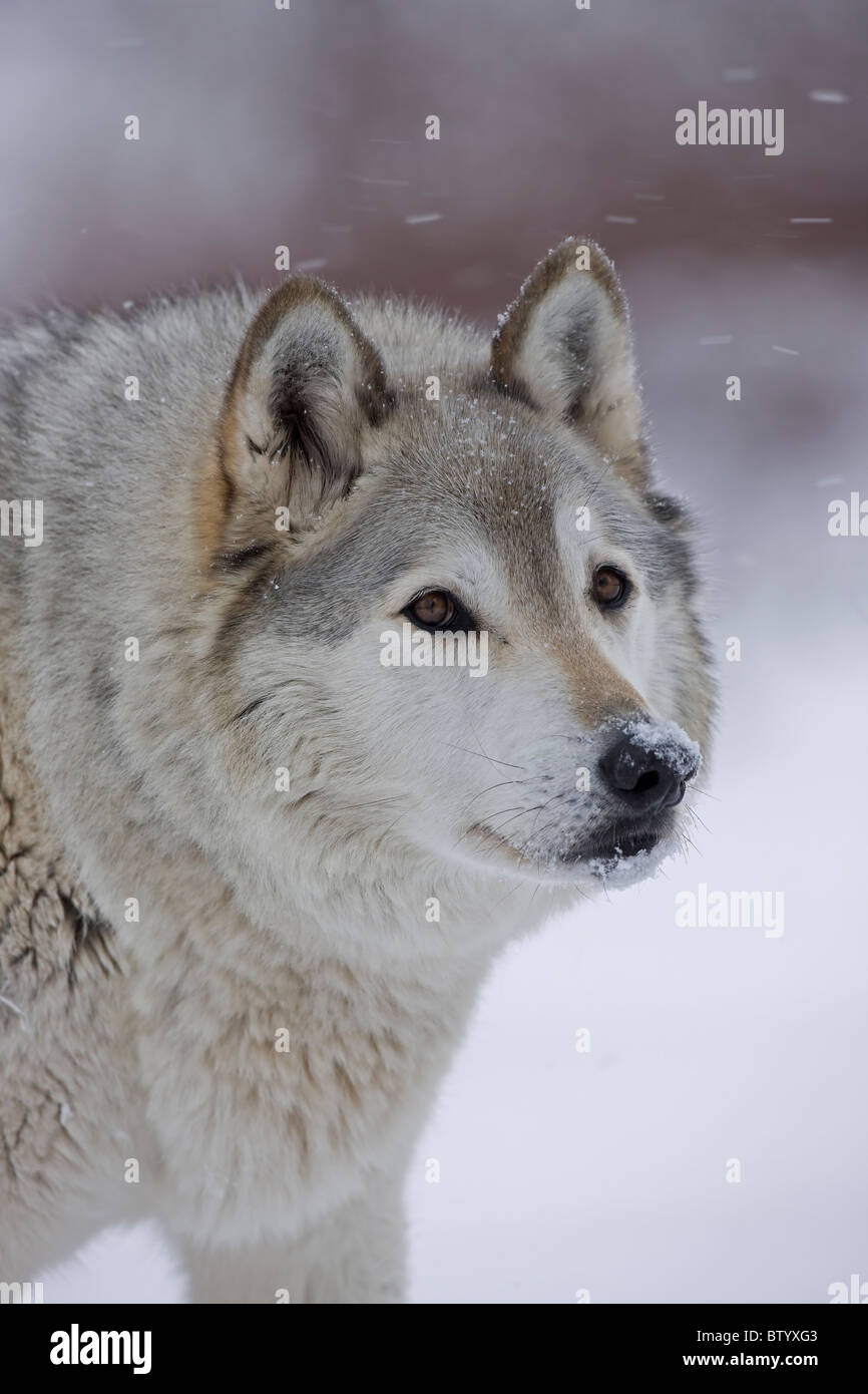 Gray Wolf/ Timber Wolf (Canis lupus)- Male - Portrait - Captive - New ...