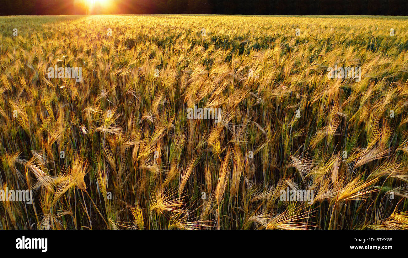Sunset over a golden wheat field Stock Photo - Alamy