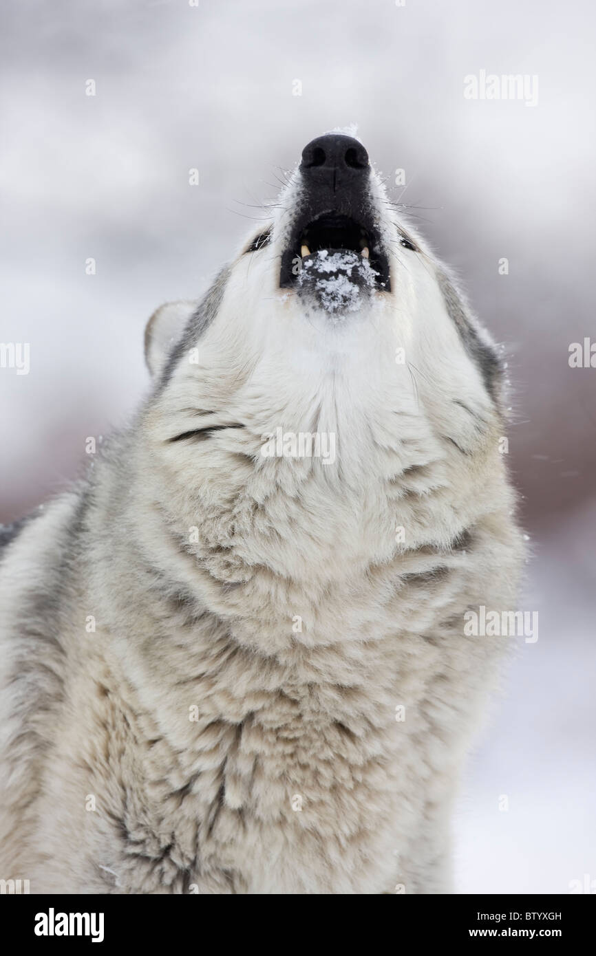 Wolf Side View Howling Howling Canine Hi Res Stock Photography And
