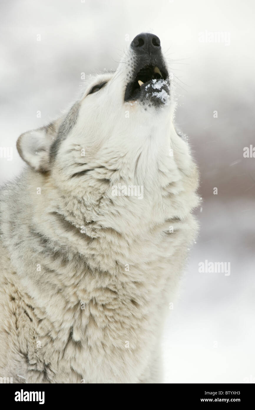 Gray Wolf (Timber Wolf) (Canis lupus) Male - Howling - Captive - New ...