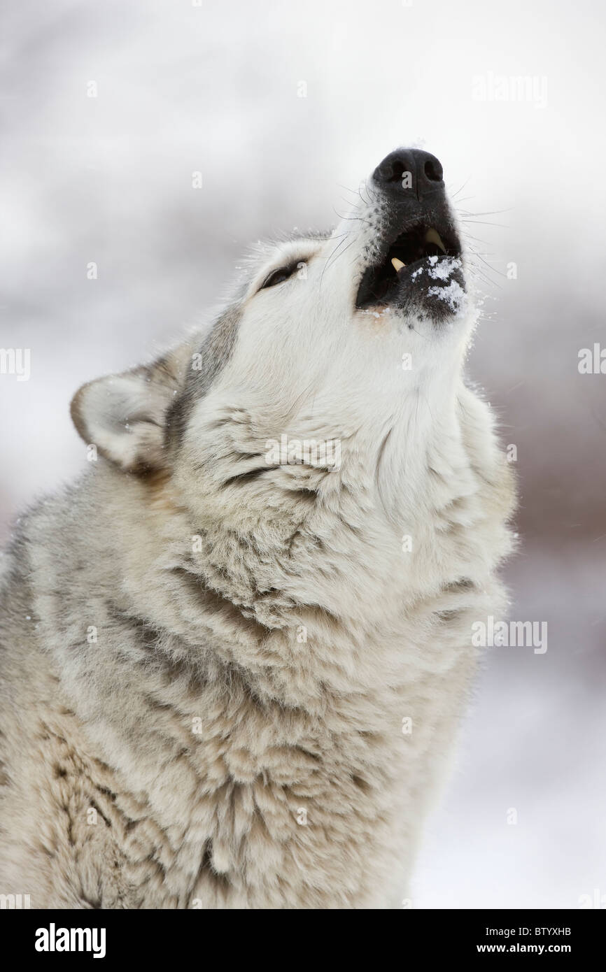 Timber wolf howling hi-res stock photography and images - Alamy