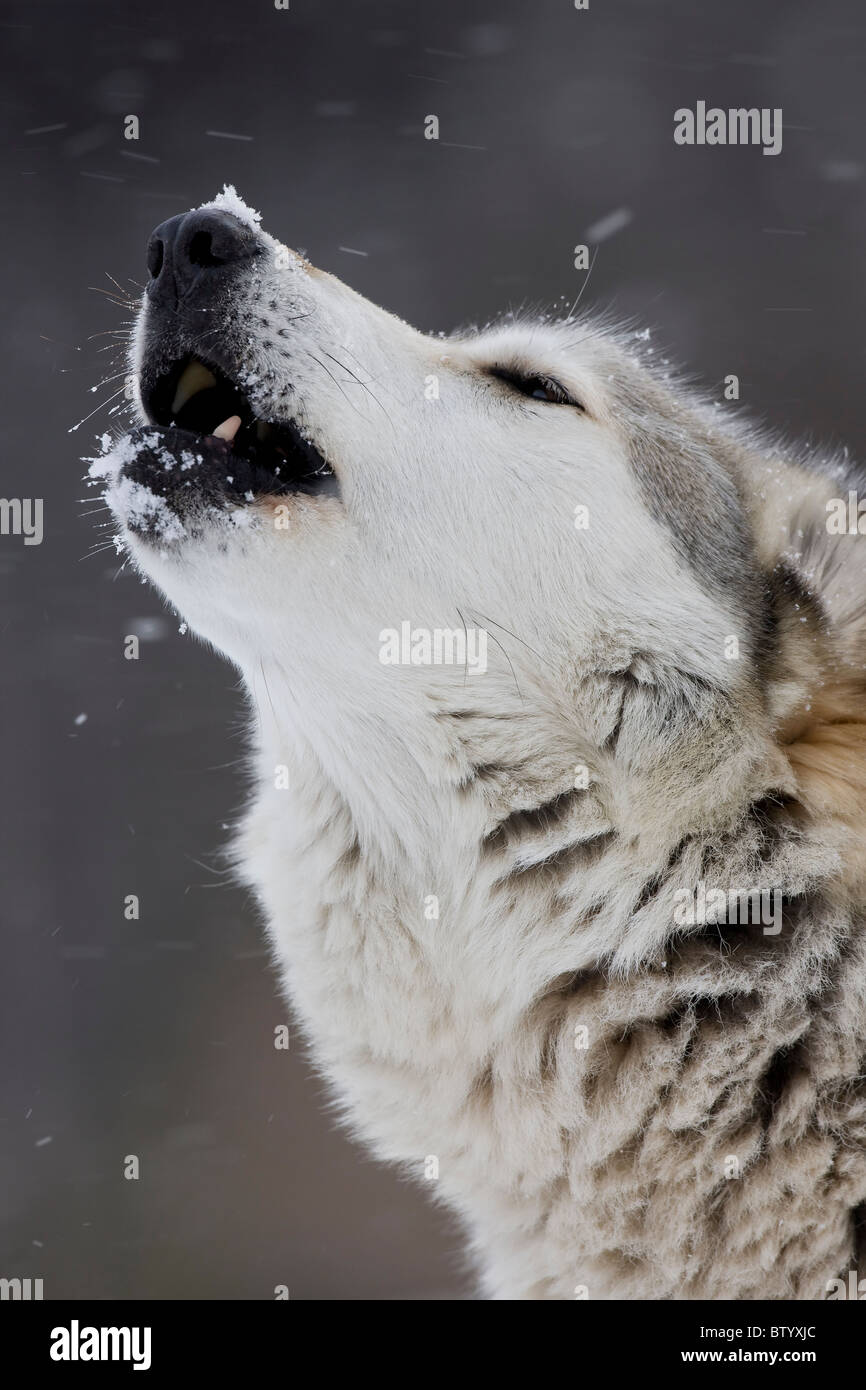 Gray Wolf (Timber Wolf) (Canis lupus) Male - Howling - Captive - New ...