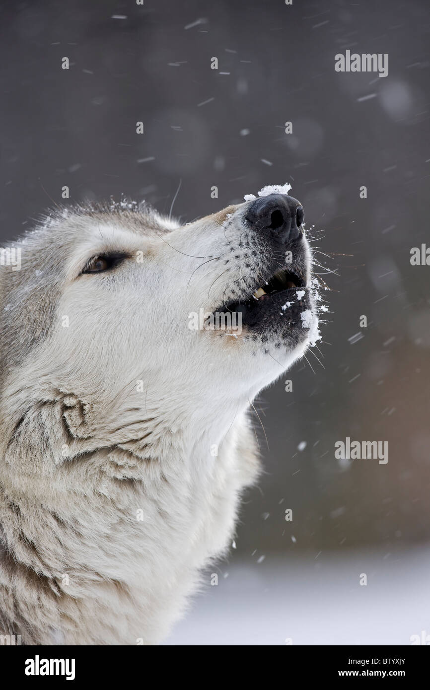 Gray Wolf (Timber Wolf) (Canis lupus) Male - Howling - Captive - New ...