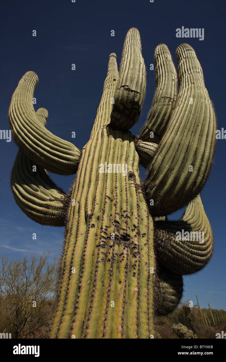 Saguaro Cactus (Carnegiea gigantea) - Sonoran Desert Arizona showing ...