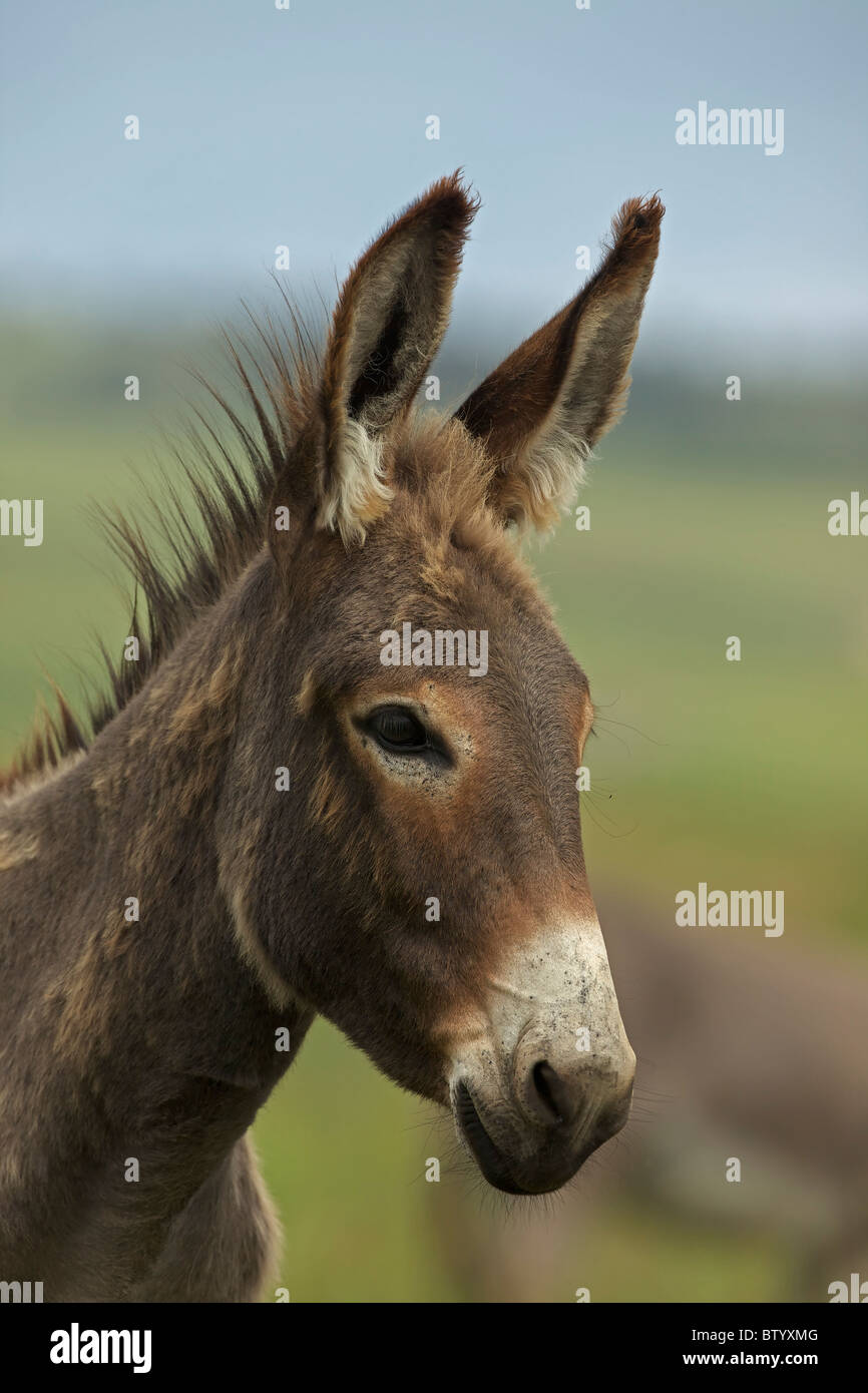 Feral Burro or Donkey (Equus asinus) (Equus africanus asinus) - Custer ...