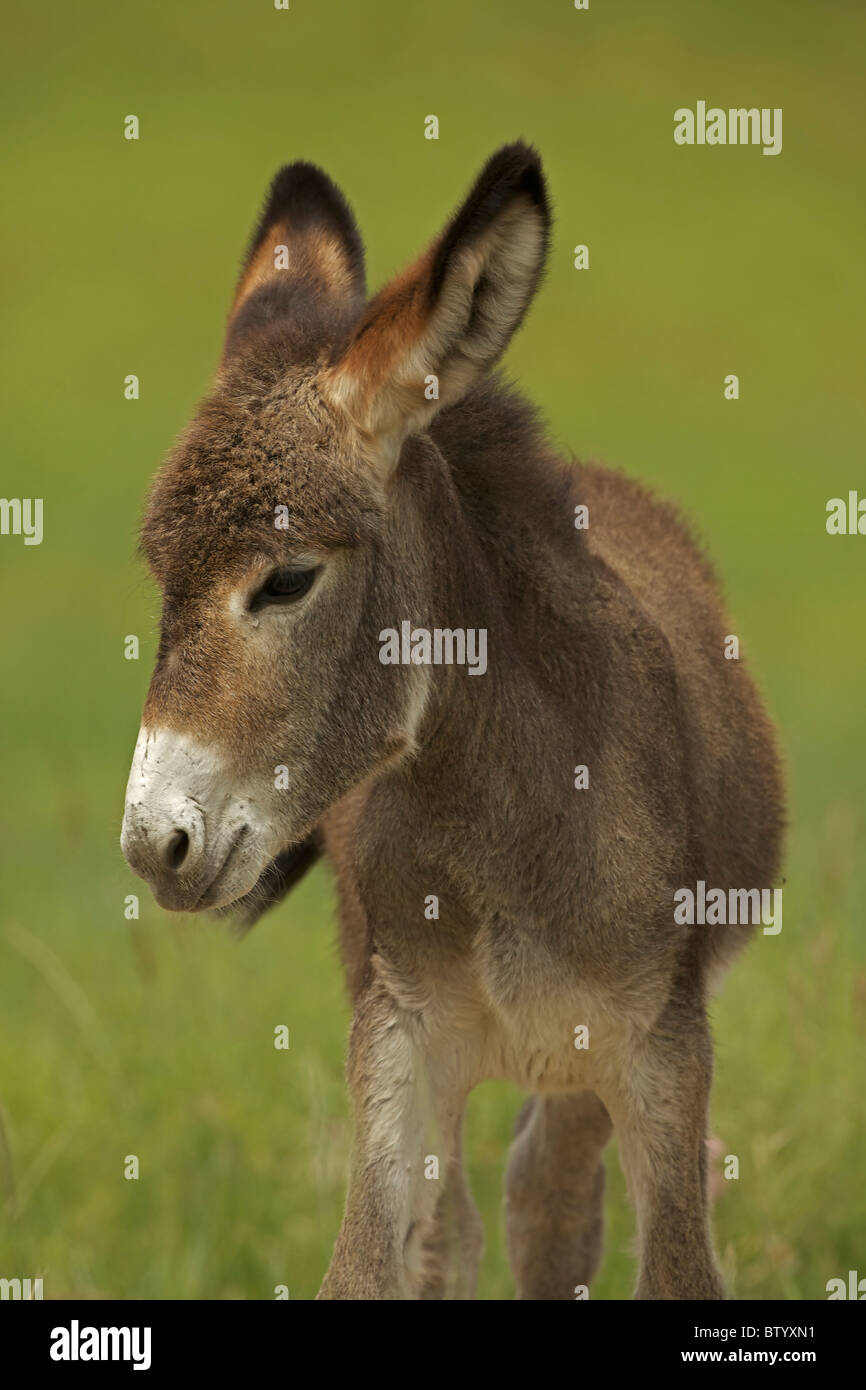 Feral Burro or Donkey (Equus asinus) (Equus africanus asinus) - Custer ...