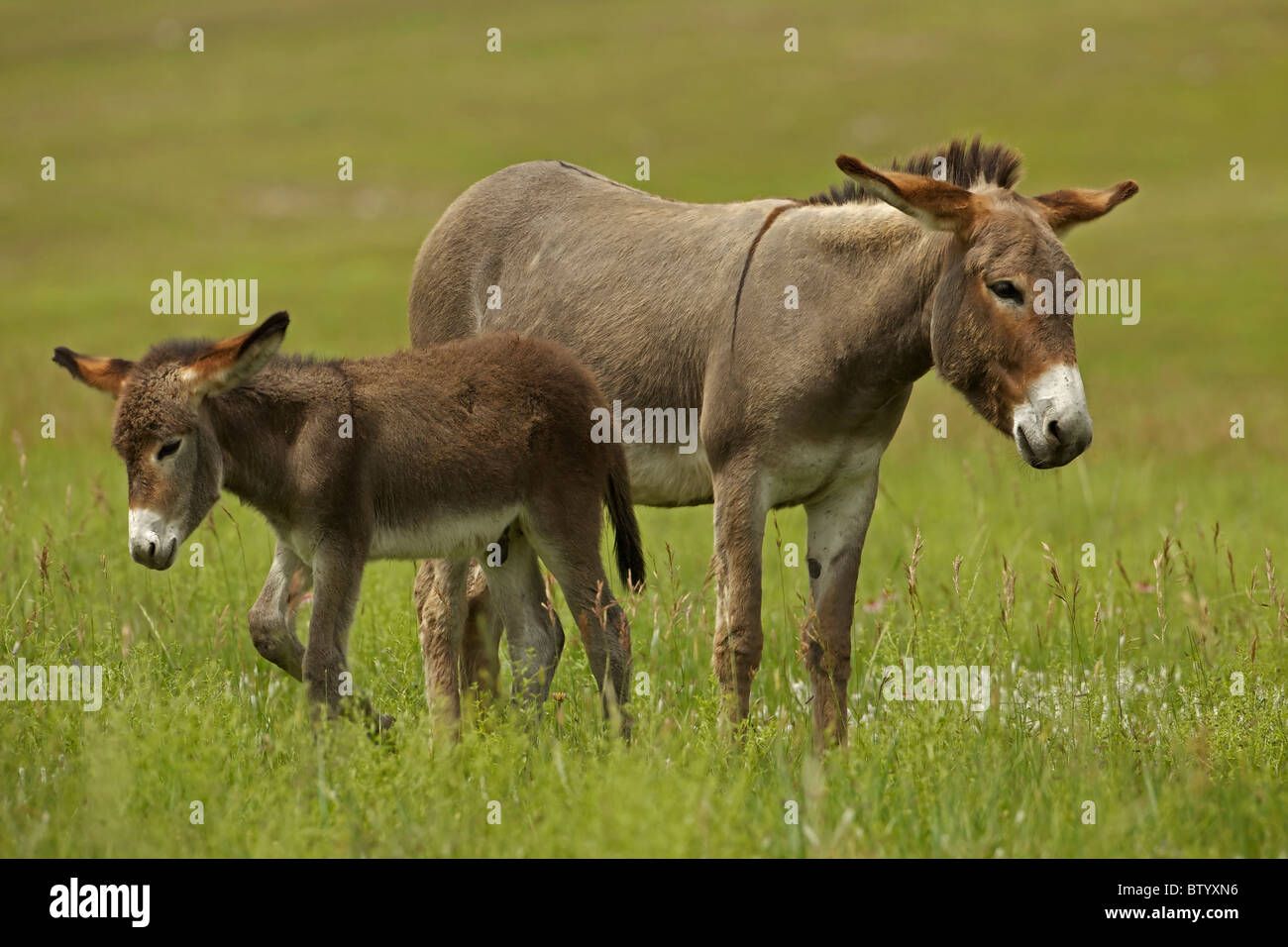 Feral Burro or Donkey (Equus asinus) (Equus africanus asinus) - Custer ...