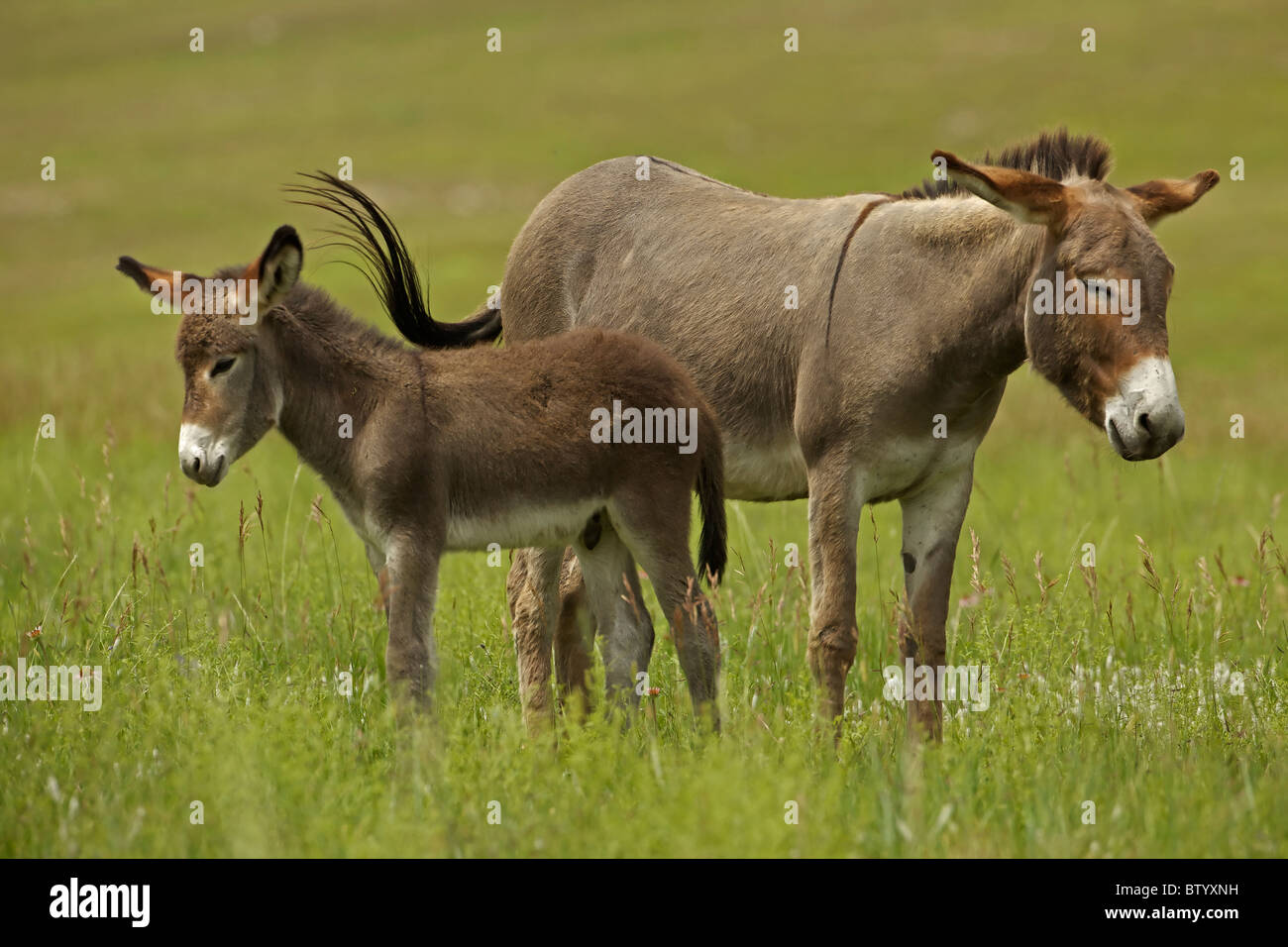 Feral Burro or Donkey (Equus asinus) (Equus africanus asinus) - Custer State Park - South Dakota ...