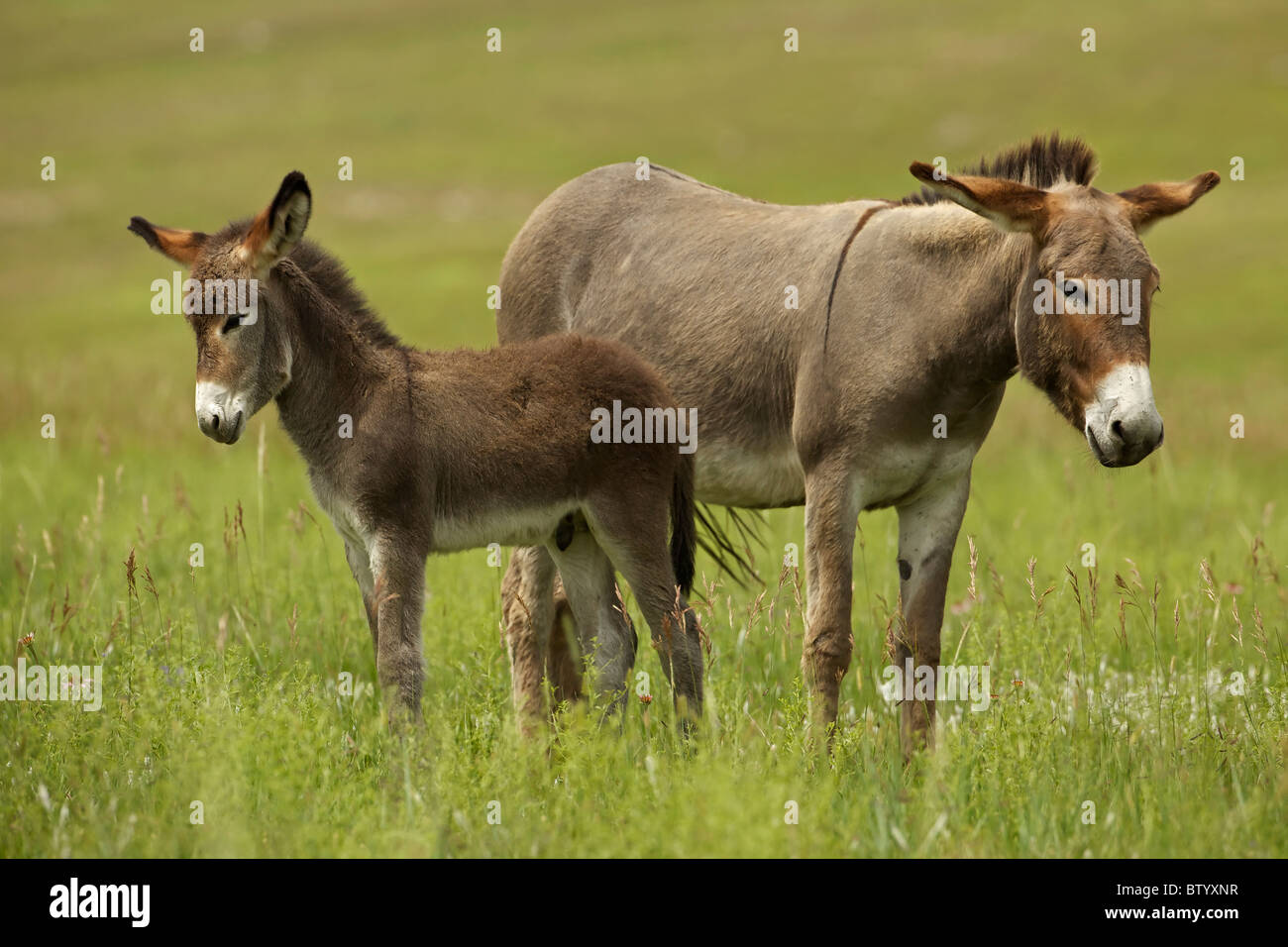Feral Burro or Donkey (Equus asinus) (Equus africanus asinus) - Custer ...