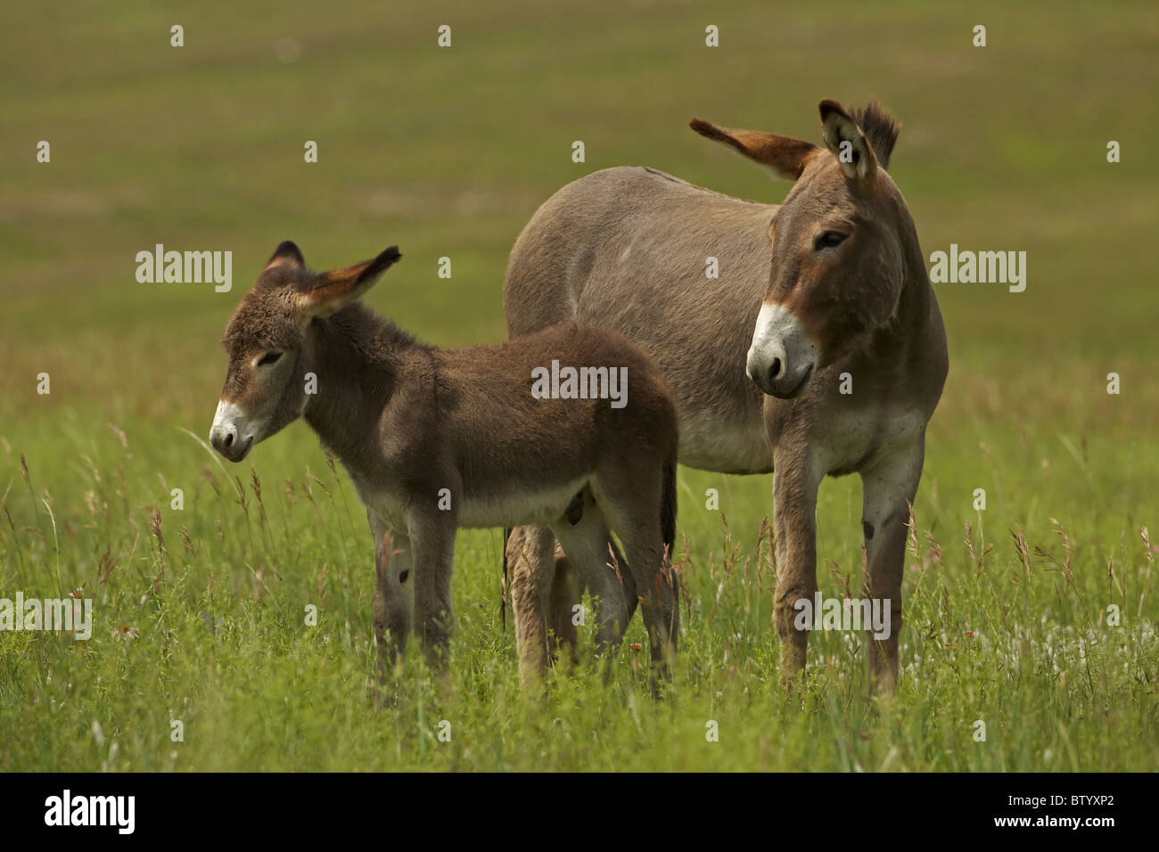 Feral Burro or Donkey (Equus asinus) (Equus africanus asinus) - Custer ...
