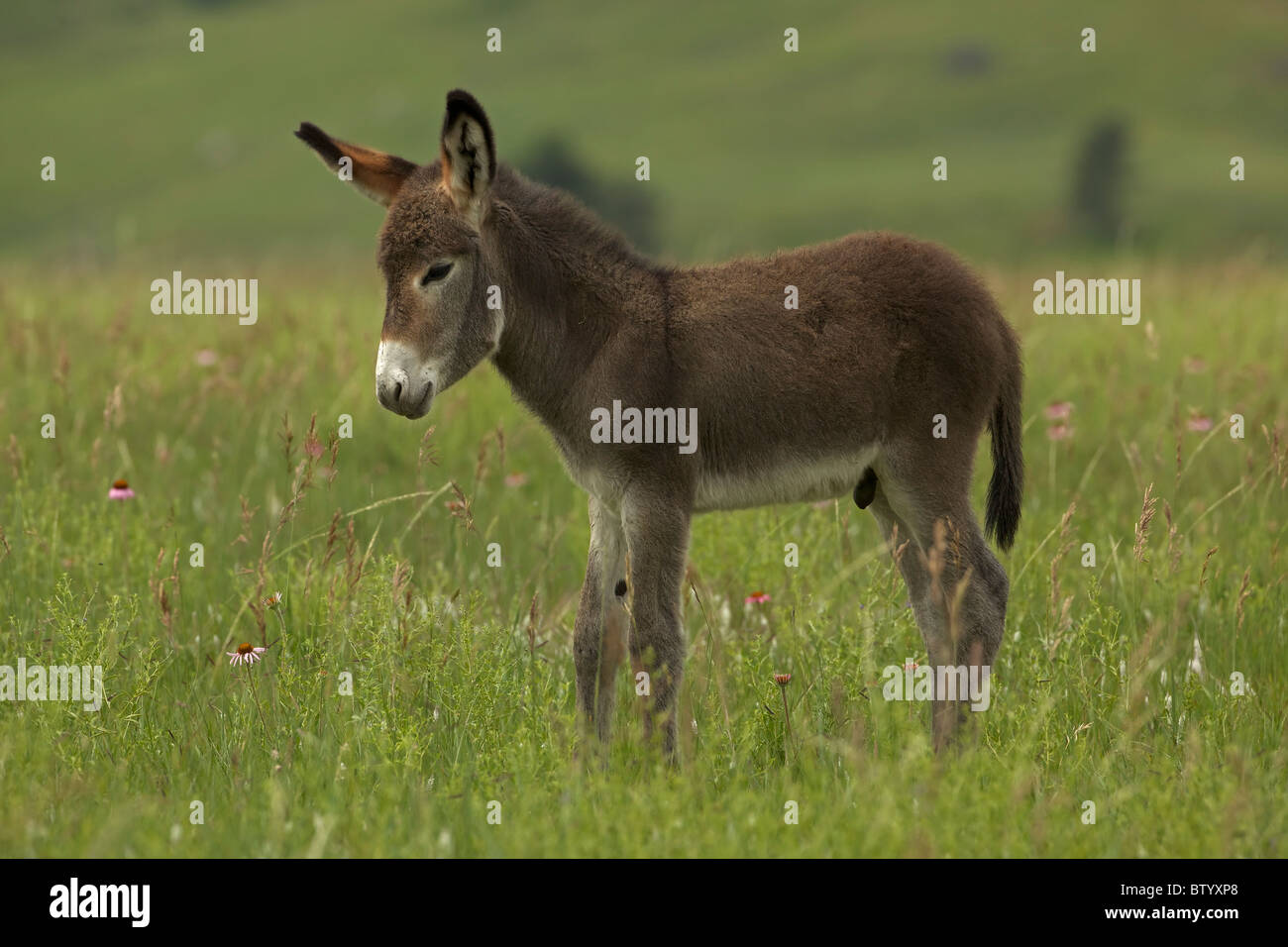 Feral Burro or Donkey (Equus asinus) (Equus africanus asinus) - Custer ...