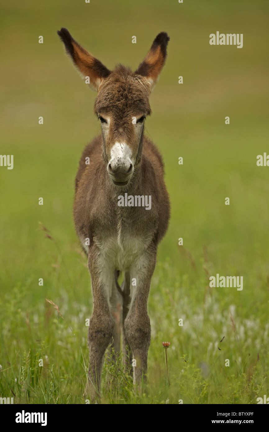 Feral Burro or Donkey (Equus asinus) (Equus africanus asinus) - Custer ...