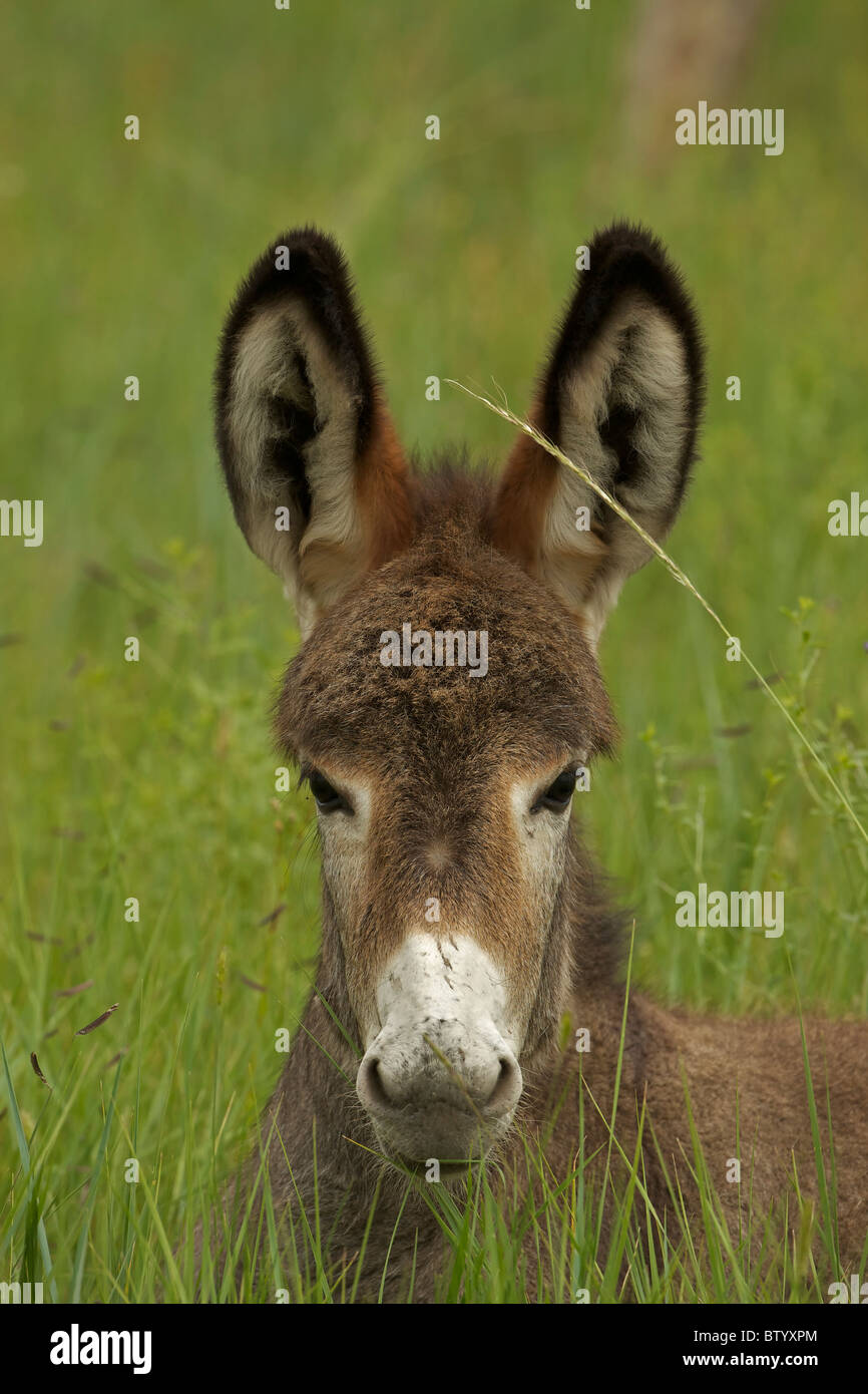 Feral Burro or Donkey (Equus asinus) (Equus africanus asinus) - Custer ...