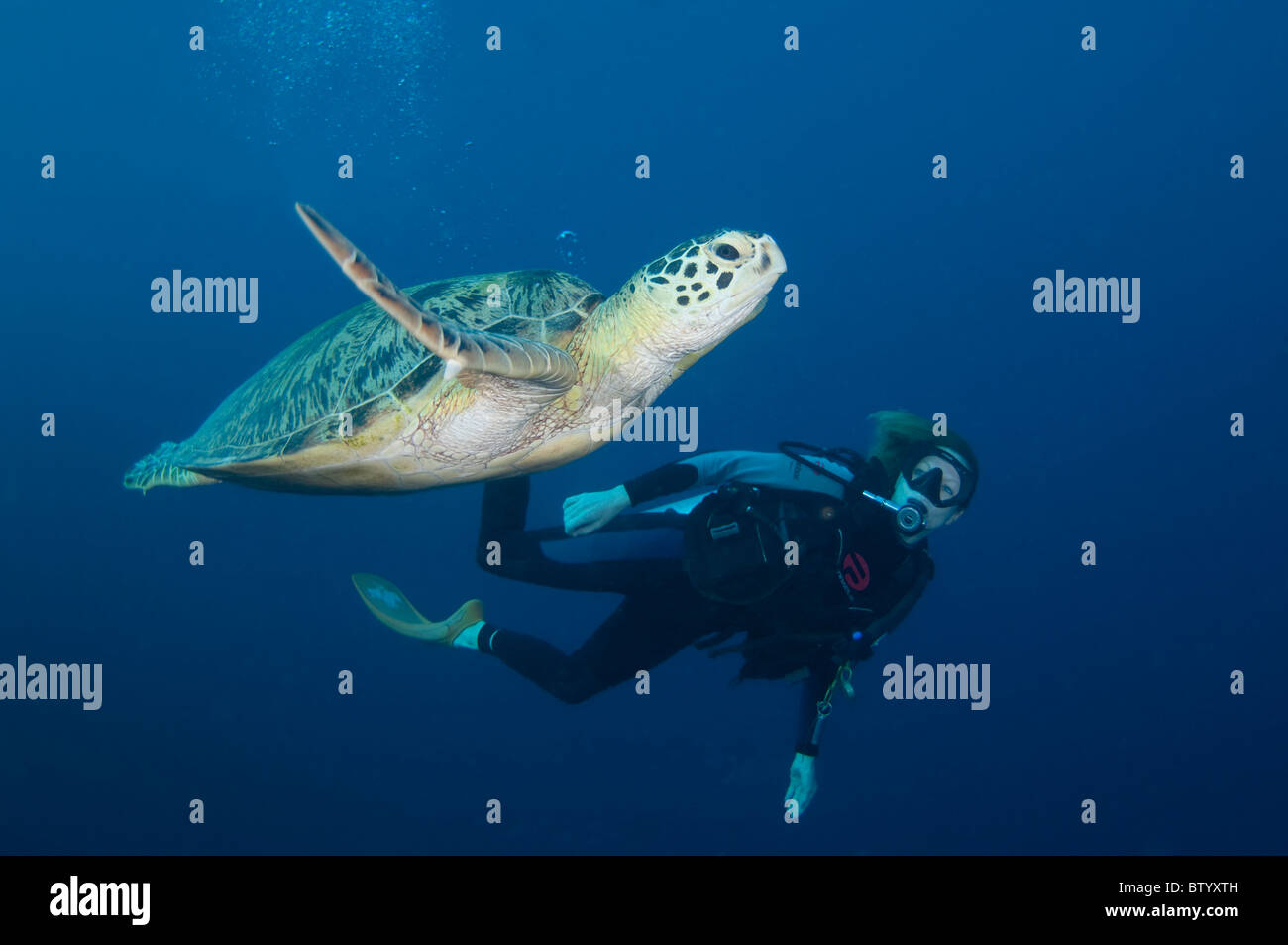 Diver and Green Turtle, Chelonia mydas, swimming side by side, profile ...