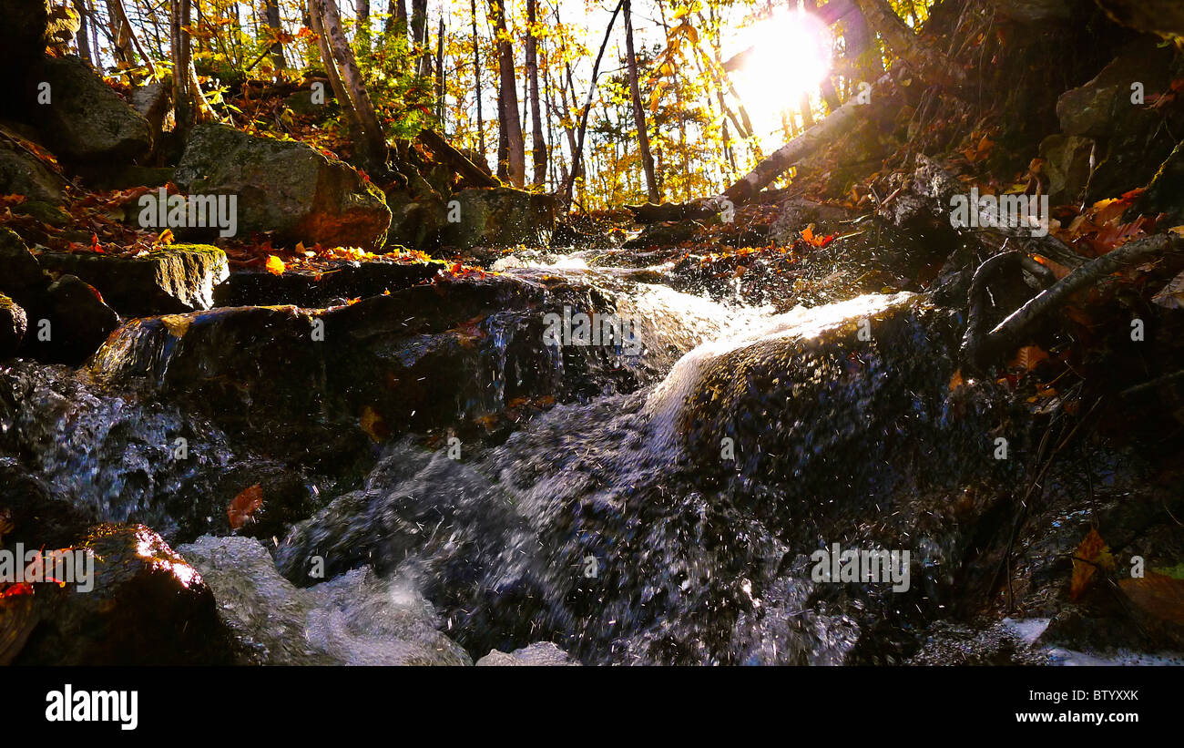 Rugged environmentally protected forest stream Stock Photo - Alamy