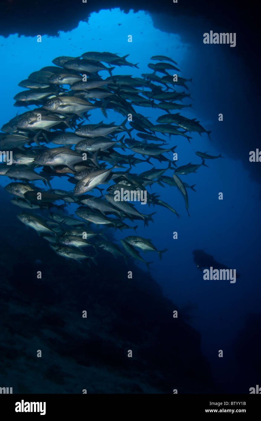 Underwater entrance of cave diver hi-res stock photography and images ...