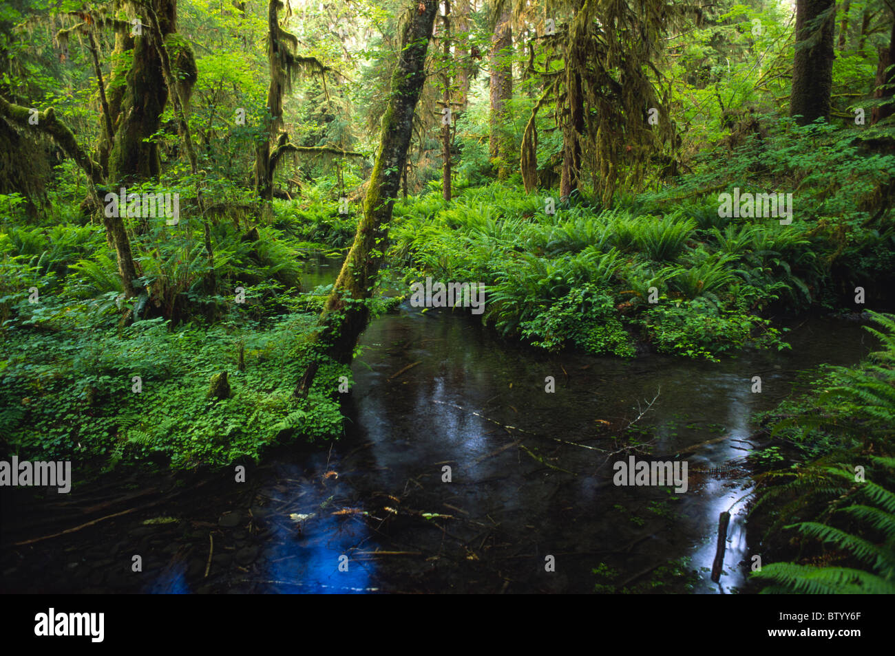 The Hoh rain forest of Olympic National Park, Washington Stock Photo ...