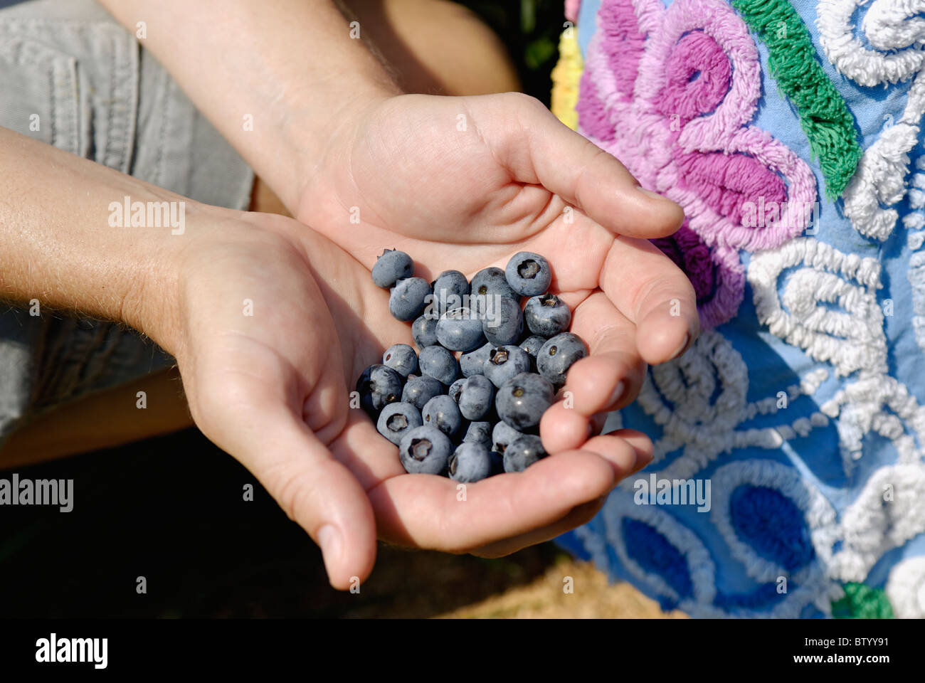 American blueberries fruit hi-res stock photography and images - Alamy
