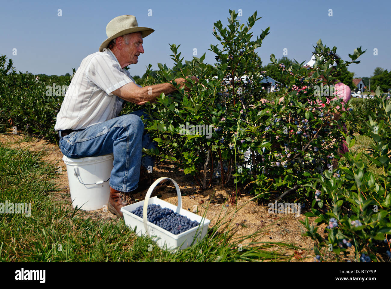 Picking blueberries blueberry farm hi-res stock photography and images ...