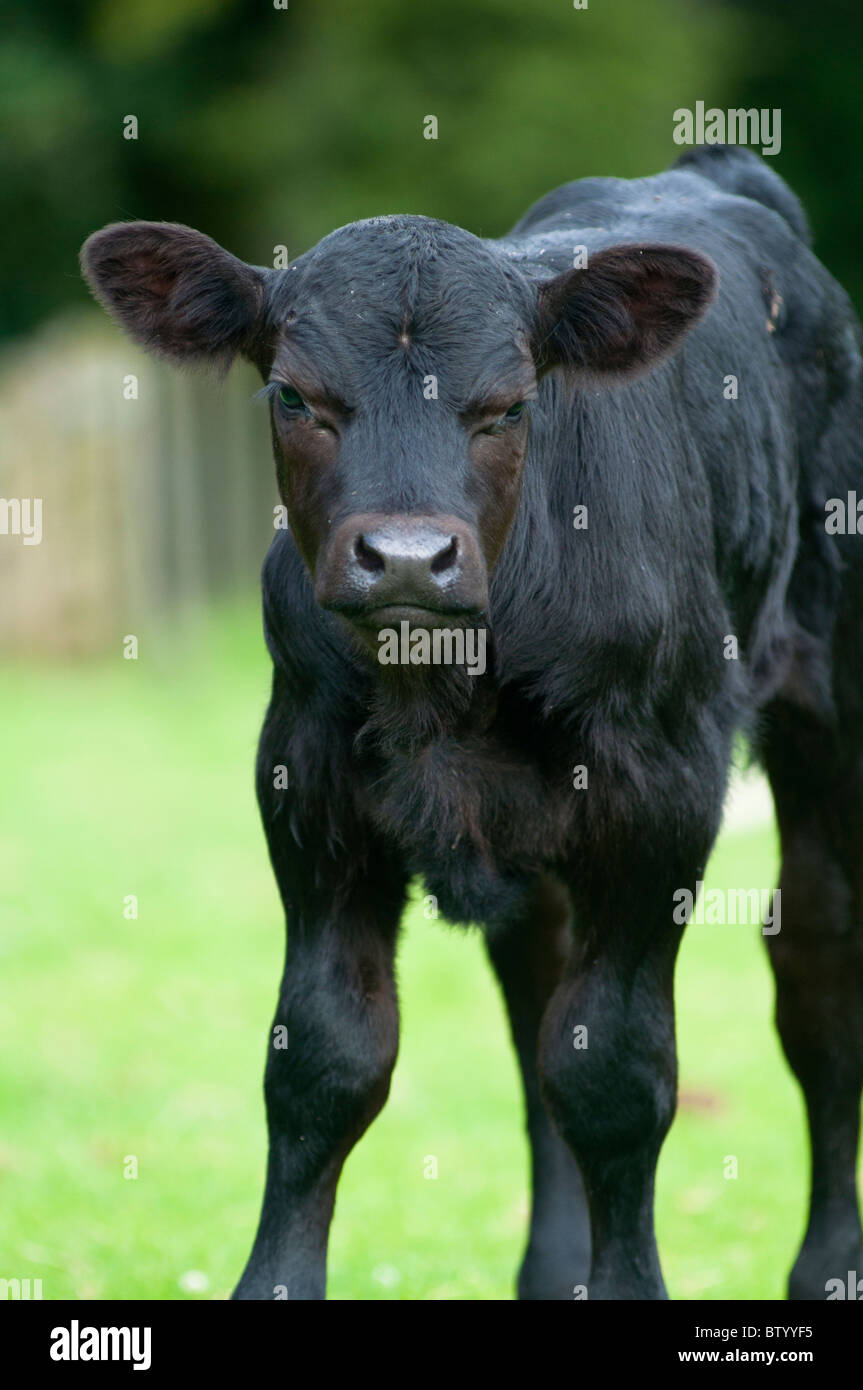 Black calf hi-res stock photography and images - Alamy