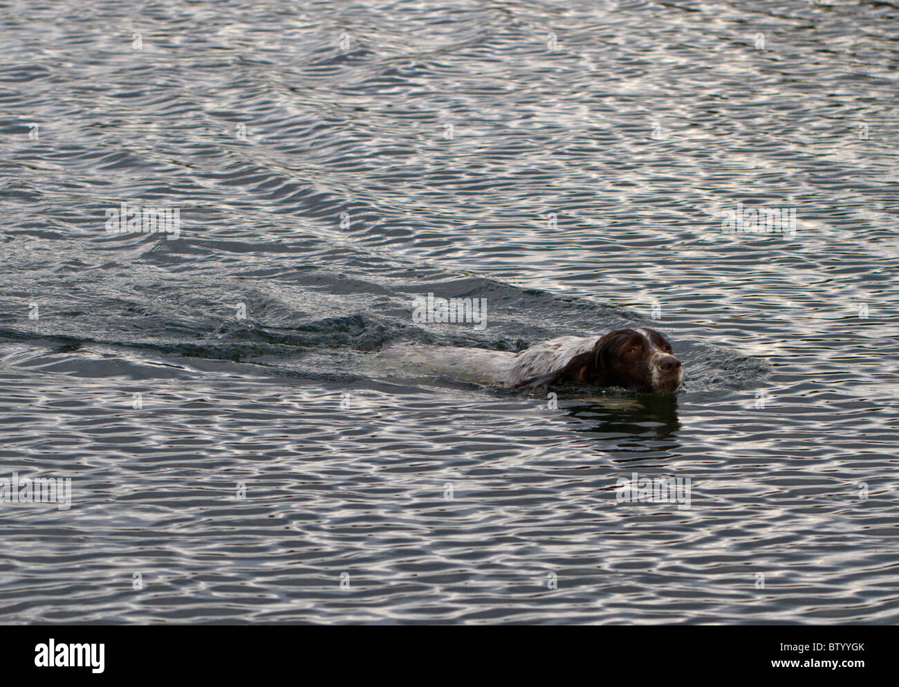 English springer spaniel swimming Stock Photo - Alamy