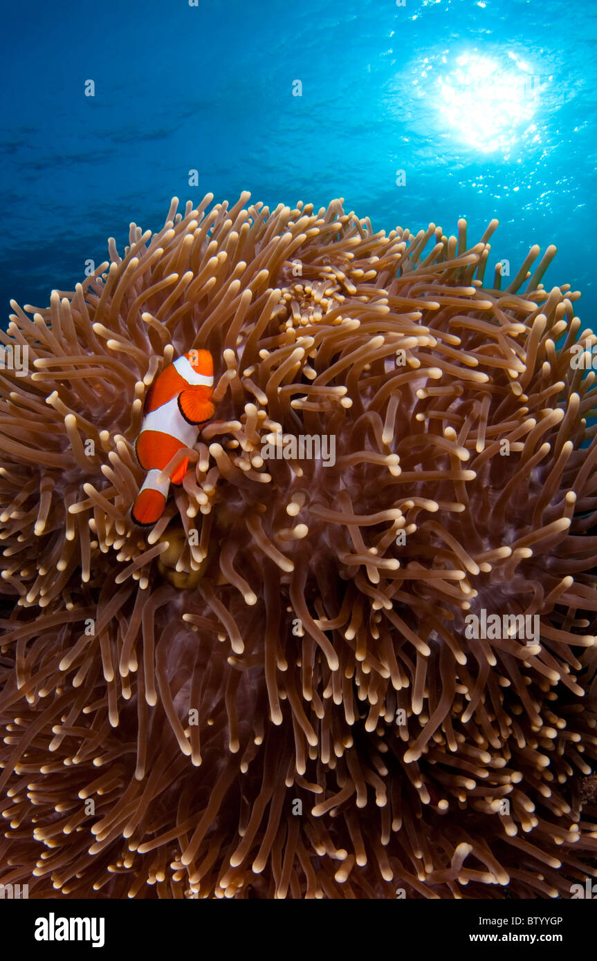 Tentacles magnificent sea anemone hi-res stock photography and images ...