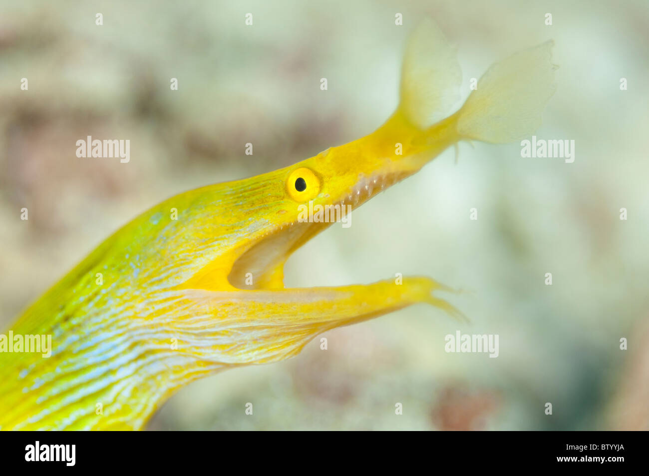 Female Ribbon Eel, Rhinomuraena quaesita, with mouth opened, portrait ...