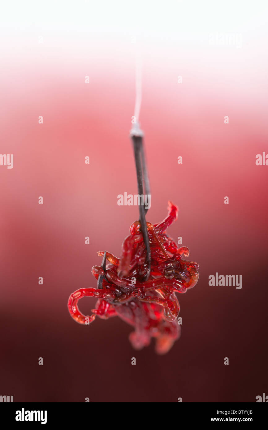Bloodworm is a good bait at catching any fish Stock Photo - Alamy