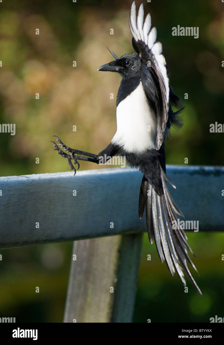 Magpie landing on a fence Stock Photo - Alamy