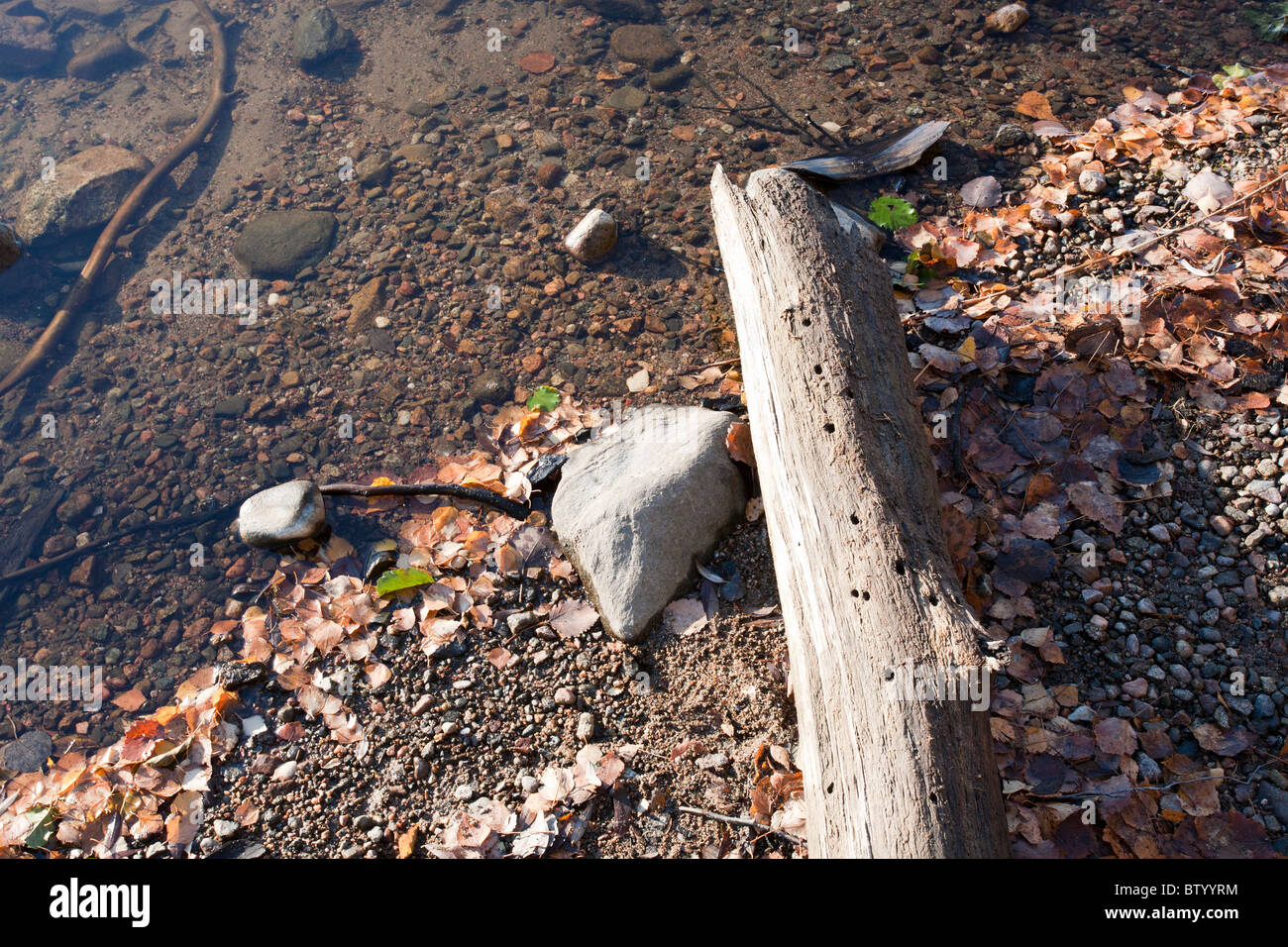 shoreline with old log and small stones Stock Photo - Alamy