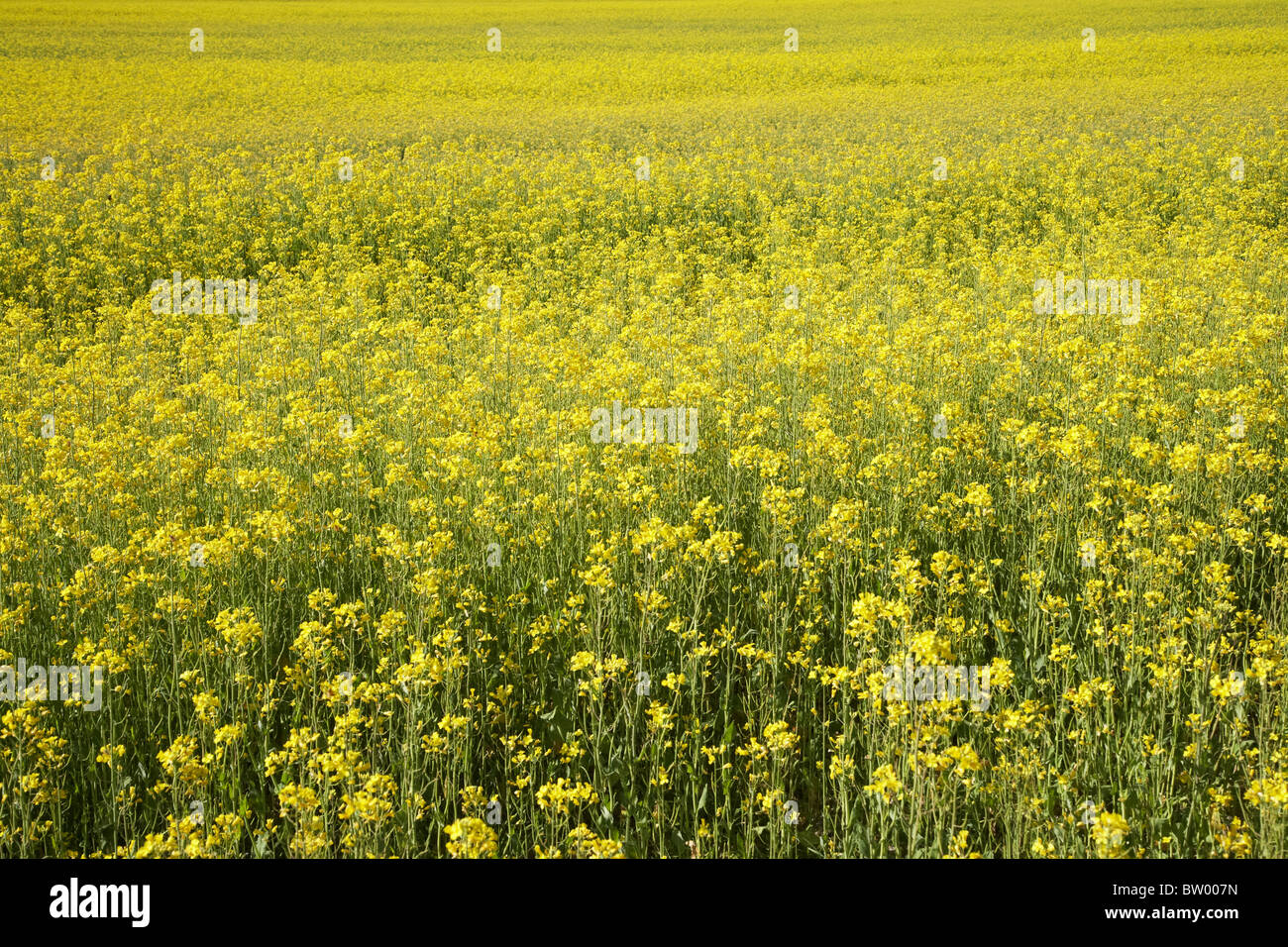 Canola / rapeseed field near Omarama, North Otago, South Island, New ...